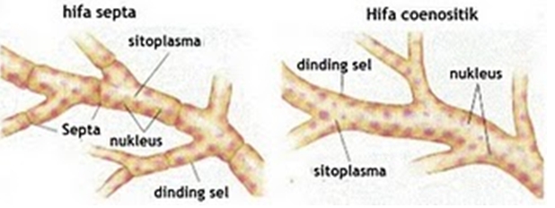 ISR 10th Grade: Jamur (Fungi)