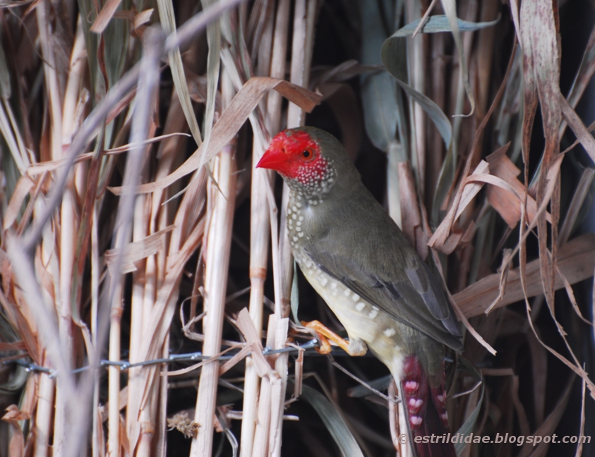 Estrildidae: Asmeninė patirtis. Rausvauodegė rubininė astrilda ...