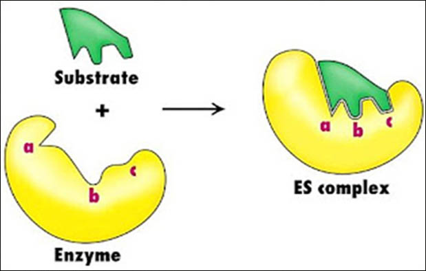 JELASKAN CARA KERJA ENZIM LENGKAP - SIAP UJIAN