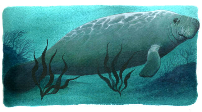 EL HERMOSO Y FABULOSO MANATI: EL HERMOSO Y FABULOSO MANATI