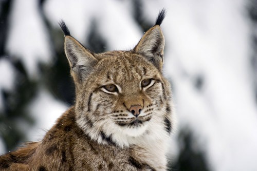 Tier-Welt: Der Luchs - ein Pinselohr im Winterfell