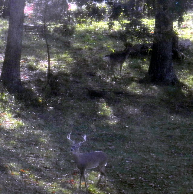 Blue Country Magic: The Eight-Point Buck