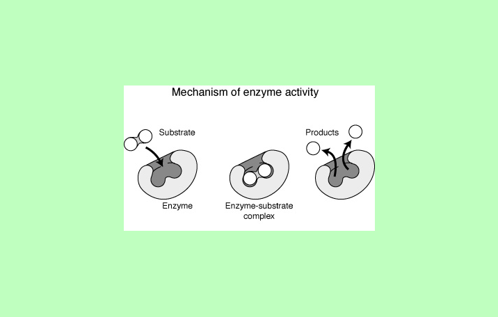 Enzim : Pengertian, Struktur, Fungsi, Macam Jenis - Jegeristik
