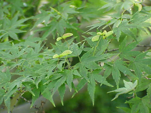 PlantZee Information On Japanese Maple PlantZee Information On Japanese Maple