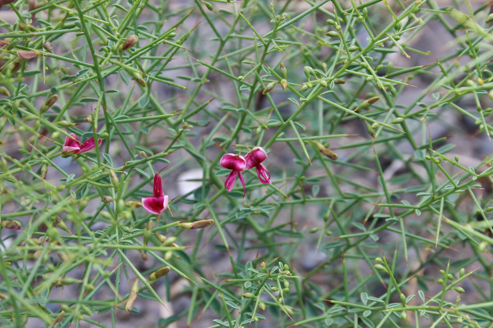 Biodiversity of Cyprus by NGO Protection of the Natural Heritage and ...