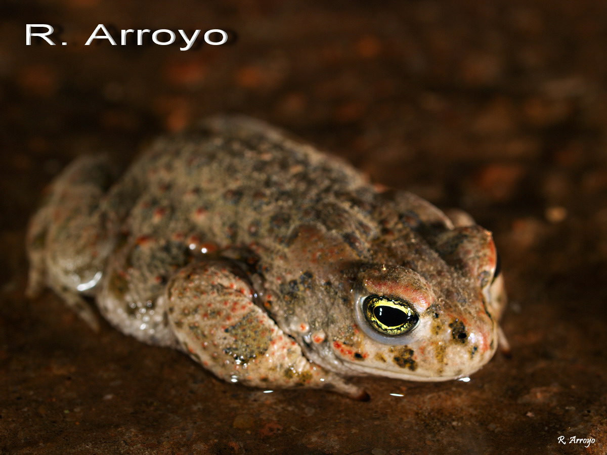 NATURALEZA EN LA COMARCA REQUENA-UTIEL. CAMPEANDO CON MI CAMARA: SAPOS ...