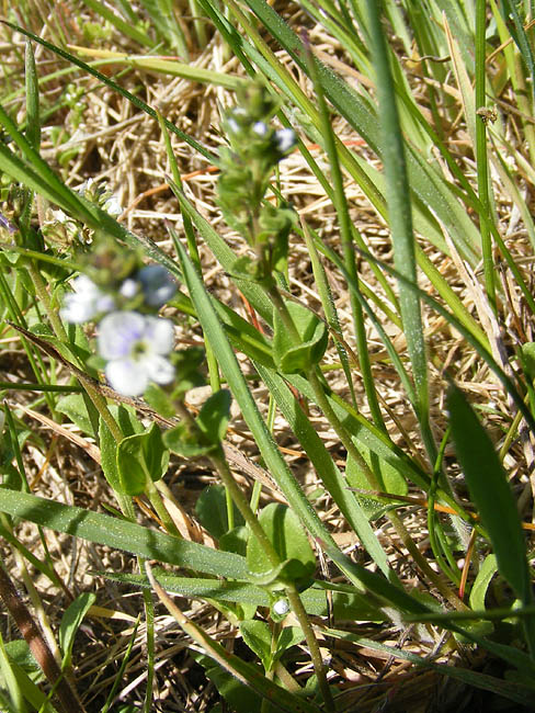 Loire Valley Nature: Speedwells - Veronica spp
