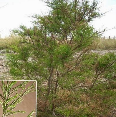 Juntos por un mundo mejor: LAS PLANTAS