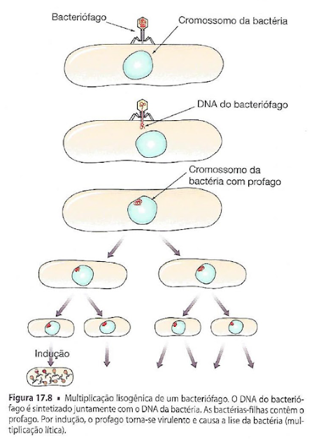 Bacteriófago