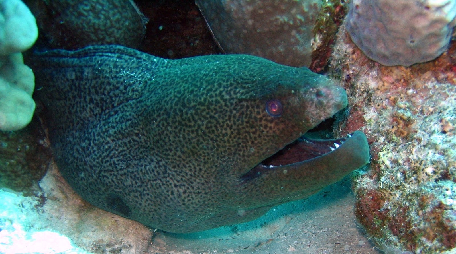 Escarpiiiiiin y su mundo: Egipto; Expedición al Mar Rojo (todo lo que ...