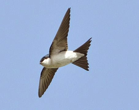 Swallows, swifts and house martins in Tuscany