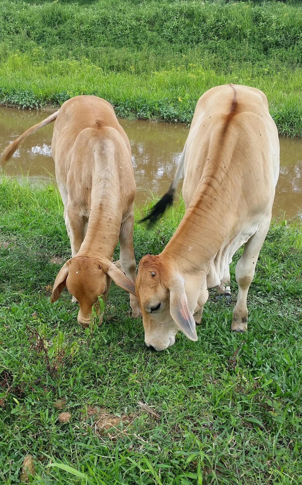 Warisan Petani: Ternakan lembu 13
