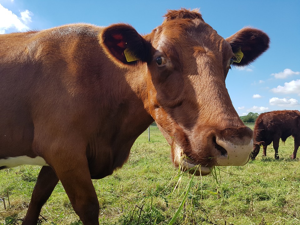 Ce n'est pas la vache qui meugle le plus fort qui donne le plus de lait