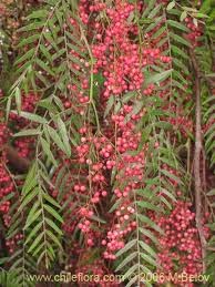 Falsa pimienta, pimienta rosa