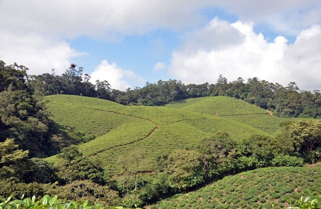 Tamilnadu Tourism: Manimuthar Tea Estate, Manjolai Hills