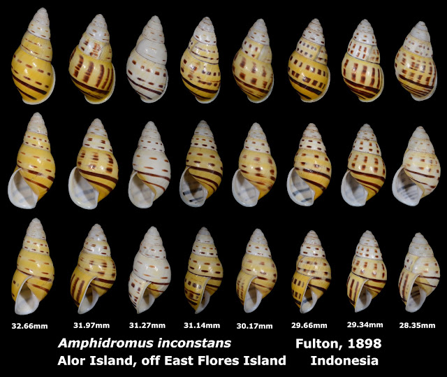 Dr. Lee's Gallery Museum: Amphidromus inconstans 28.35 to 32.66mm