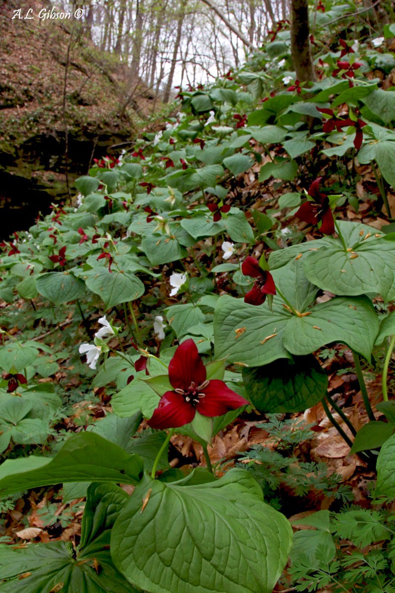 Red Trillium Spotted Leaves