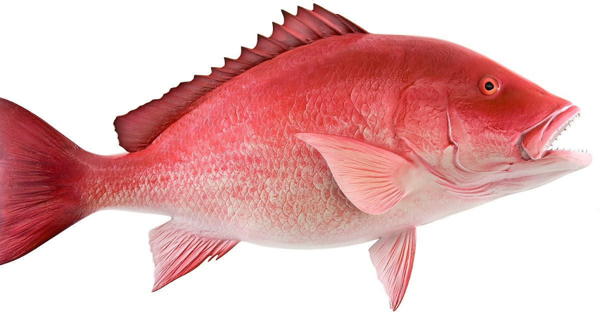 PRT3004 LIVESTOCK AND AQUACULTURE PRODUCTION SYSTEMS