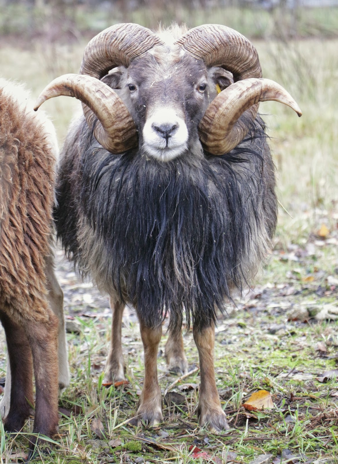 driftwool: bunte Skudden