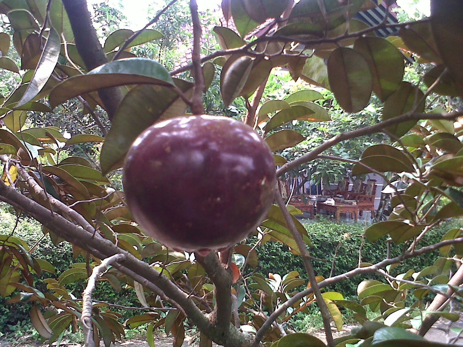 JENIUS - JENDELA INFORMASI UNTUK SEMUA: Buah Asli Indonesia Yang Hampir ...