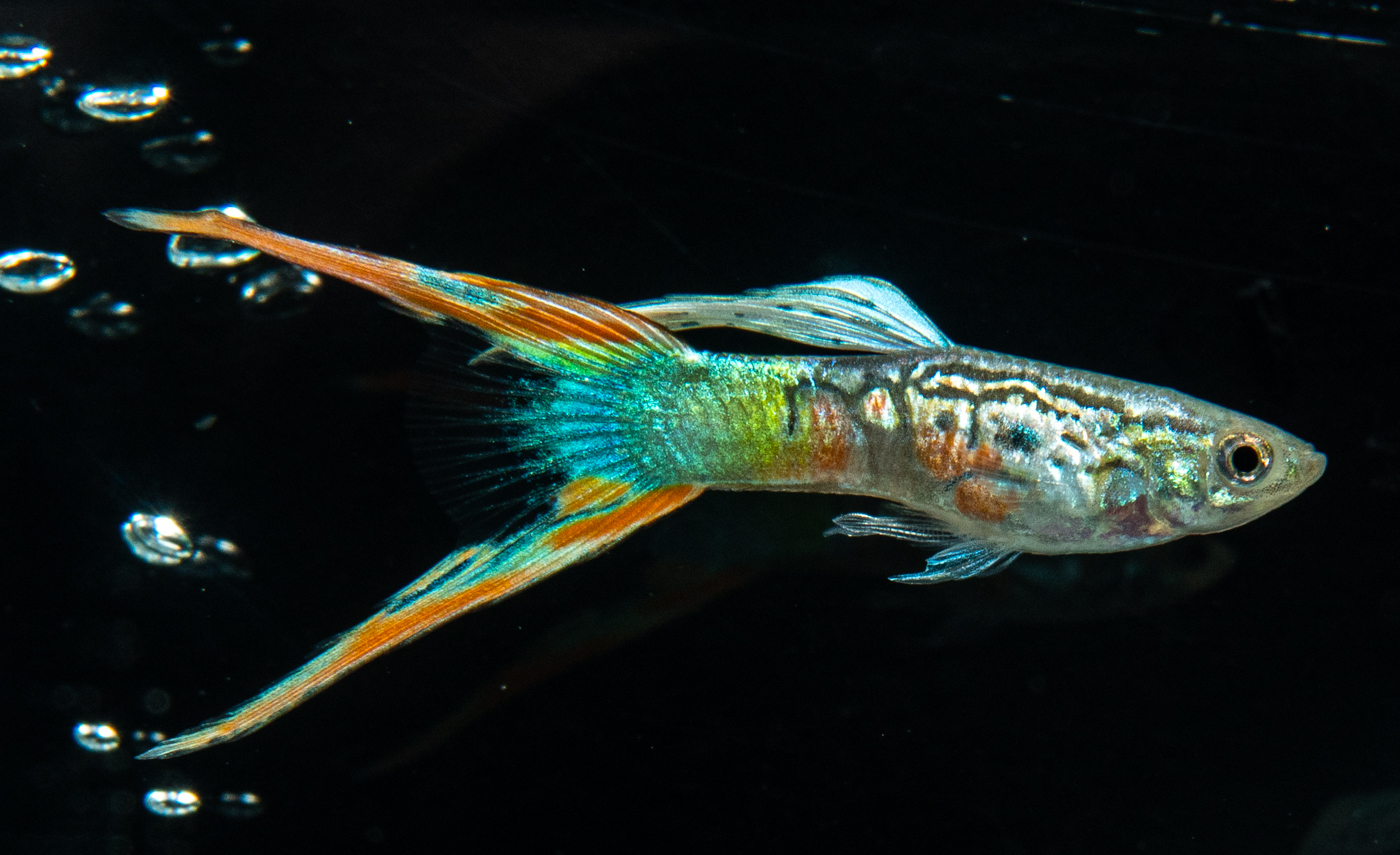 Guppy Show in Vienna Trios and Pairs 2019 - Ralfs-Guppy-Blog