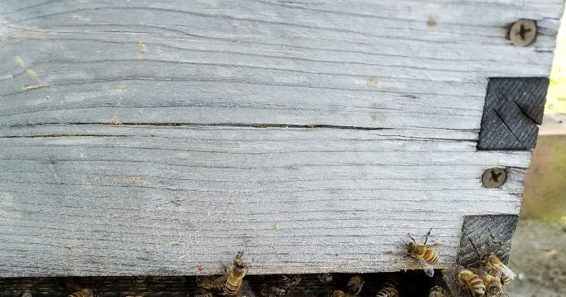 Chicken Scratch Poultry: Hive Maintenance - Spring Hive Inspection