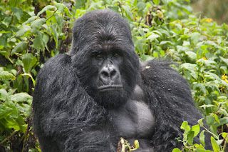 All About Animal Wildlife: Gorilla Animal Information and Photos