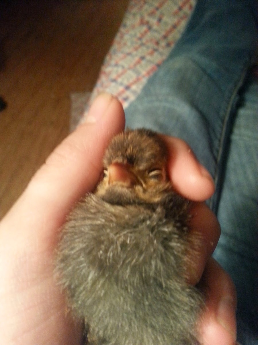 Texas Rebel Girl: The Chicken Chick