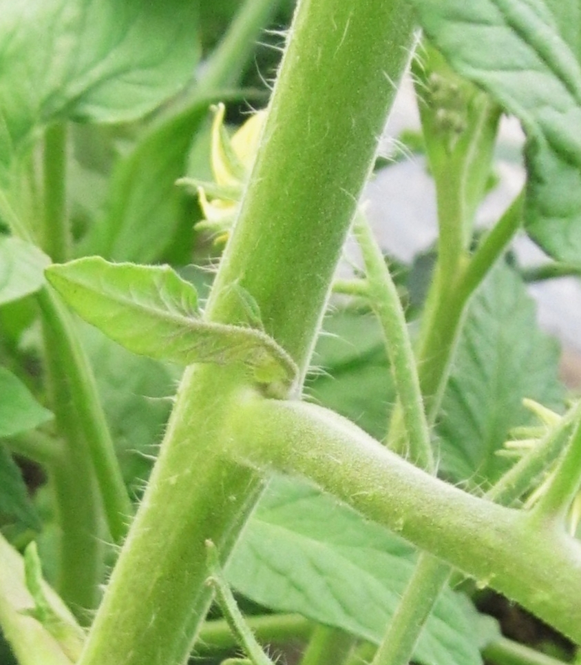 Gardener's Watch: August 2013