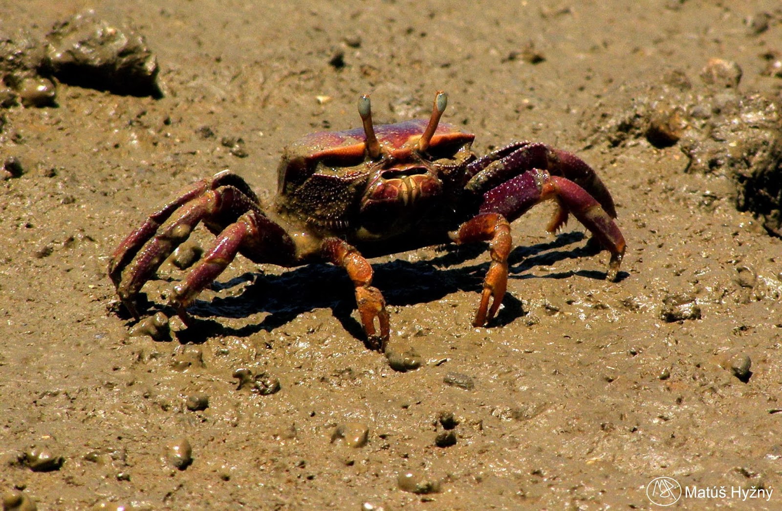 viventibus esse: Bahnožrútske kraby s obrovskými klepetami
