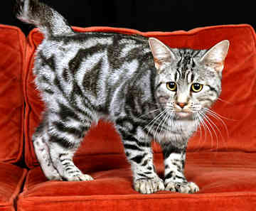 Ovaltes: Alpine Lynx and Desert Lynx Populations In Europe