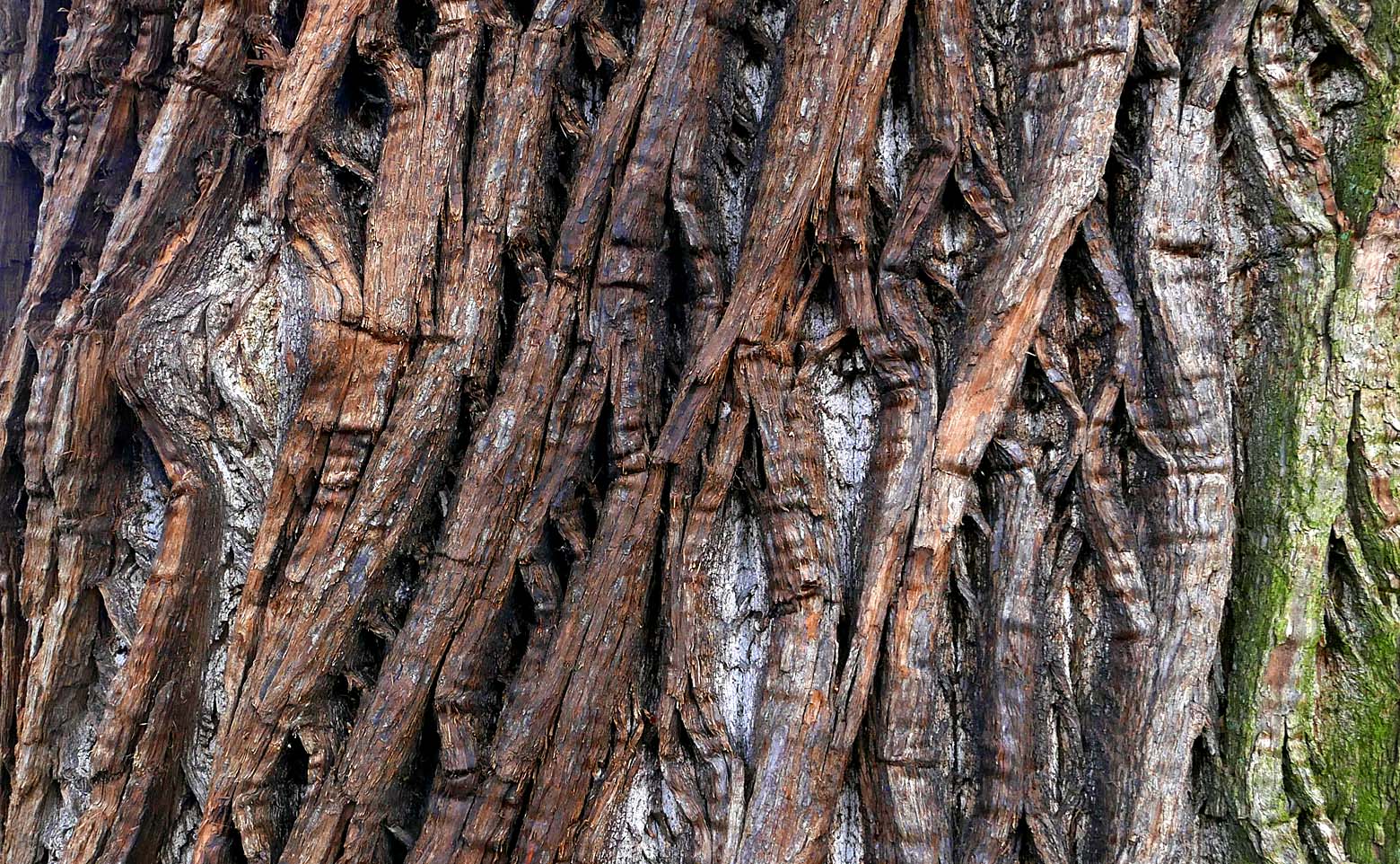CABINET OF CURIOSITIES: Beautiful Bark