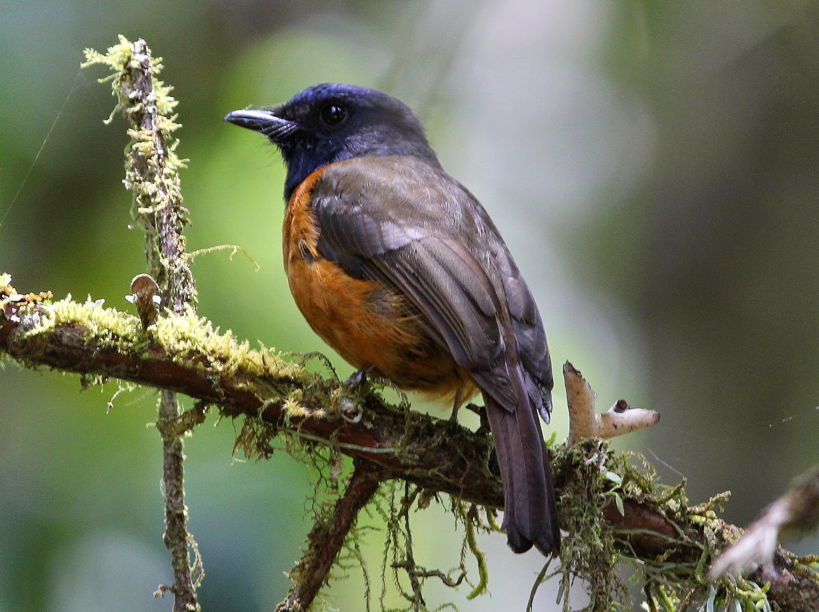 Worldbirder: Sulawesi - Lore Lindu National Park.