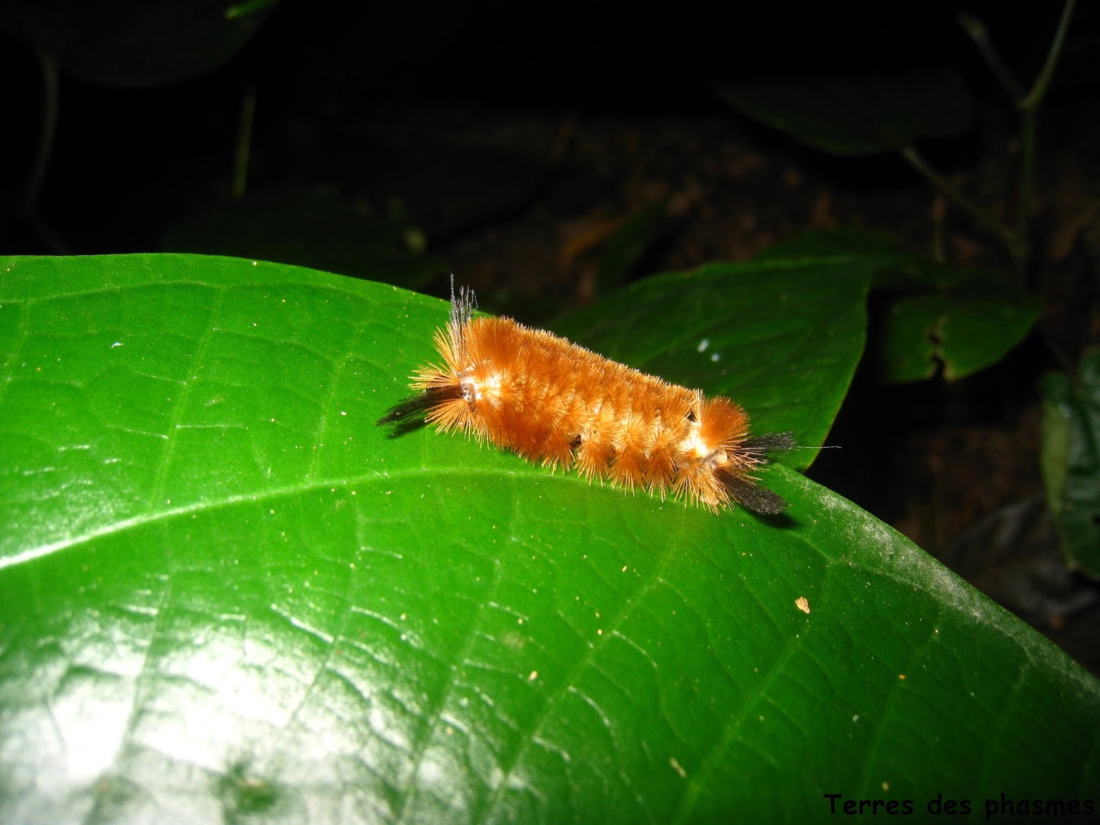 Terres des phasmes: Martinique