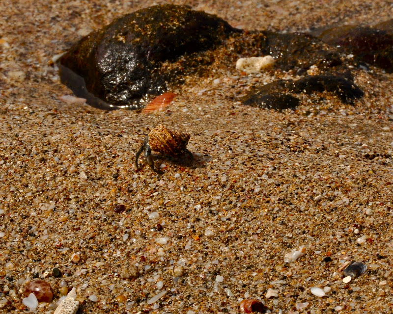 Tamarindo, Costa Rica Daily Photo: Crab carrying his shell