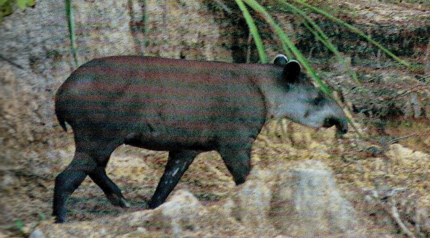 Revista Aruanã Lazer e Esporte no Meio Ambiente: ANIMAIS DO BRASIL - ANTA