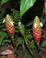 Manfaat tanaman Bengle ~ SEPUTAR KESEHATAN