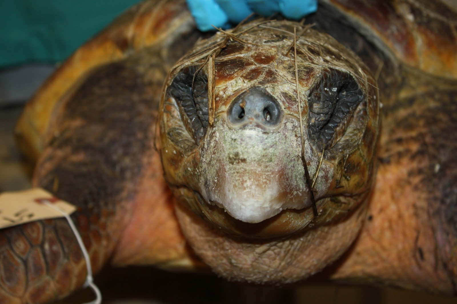 Marine Animal Rescue Team Blog