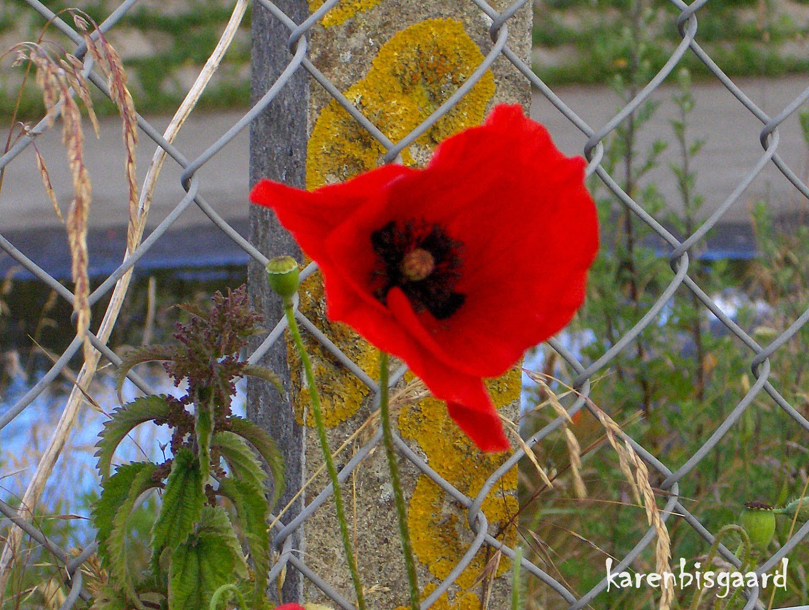 Karen`s Nature Photography: Poppy in front of Moss Overgrown Concrete ...