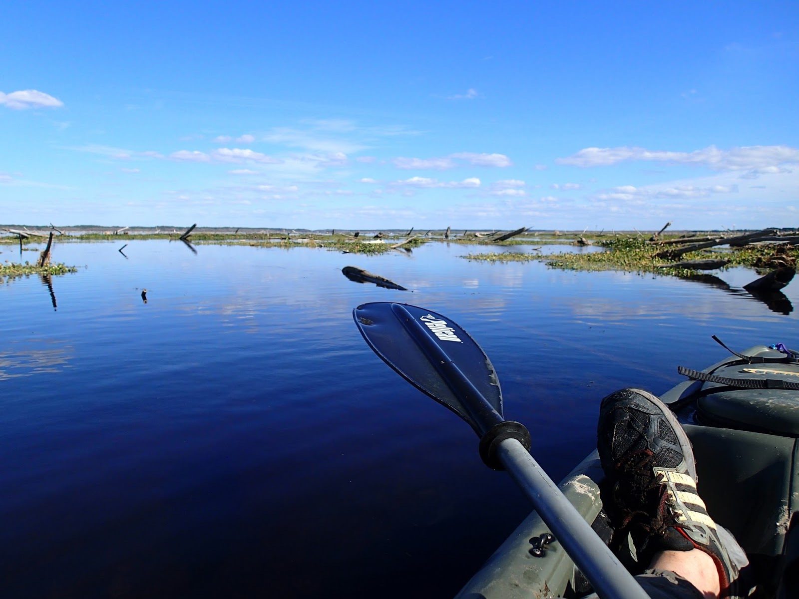 PURE FLORIDA: RODMAN RESERVOIR, PART 3 ... Crushing it.