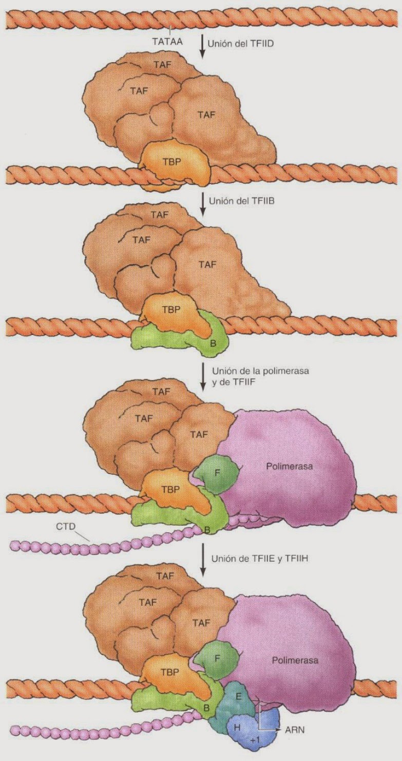 Transcripción en eucariotas | Apuntes de Bioquímica