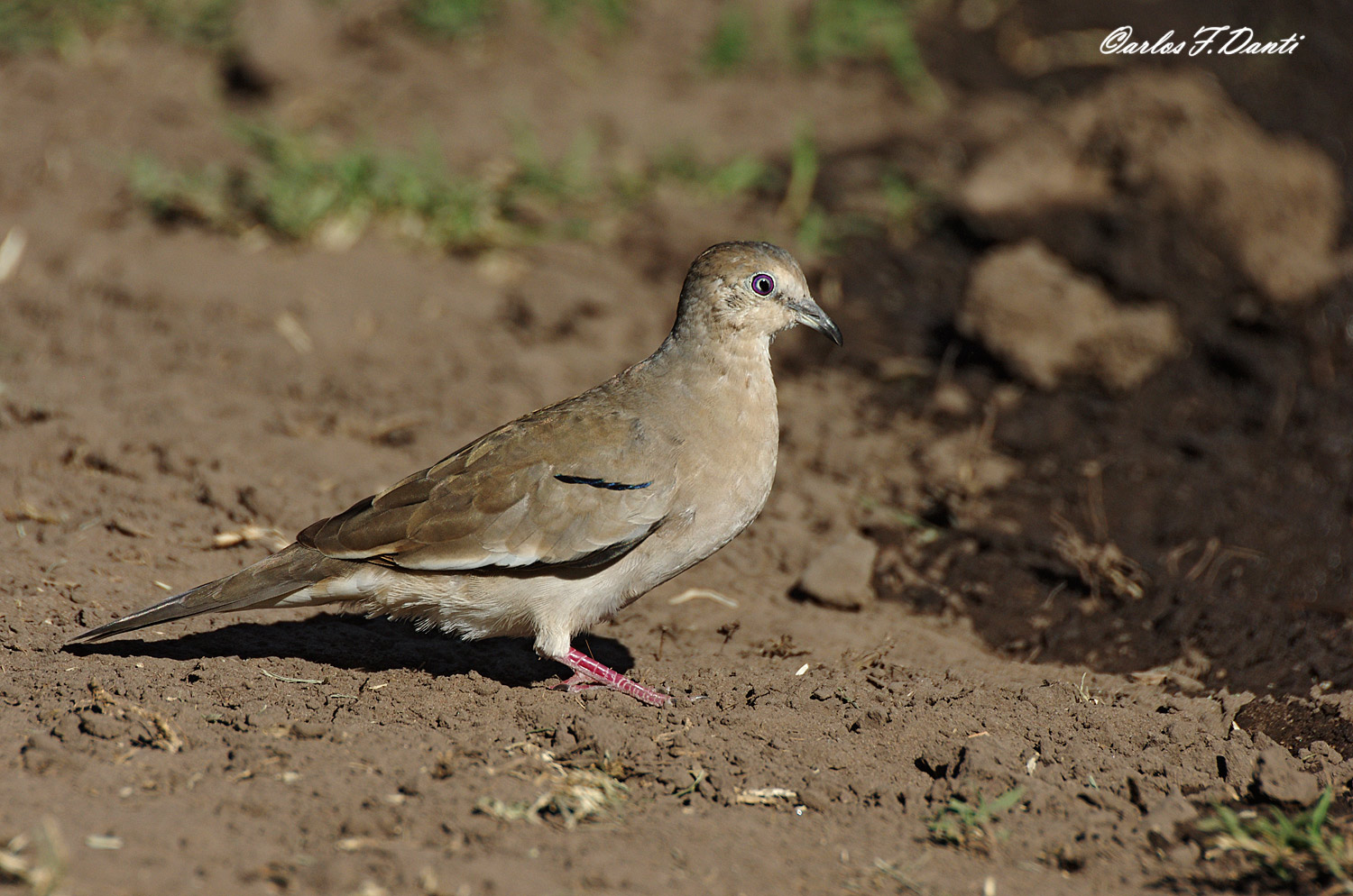 AVES SALADILLO: TORCACITA PICUÍ (Columbina picui)