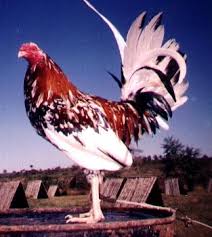 COMO CRIAR GALLOS FINOS