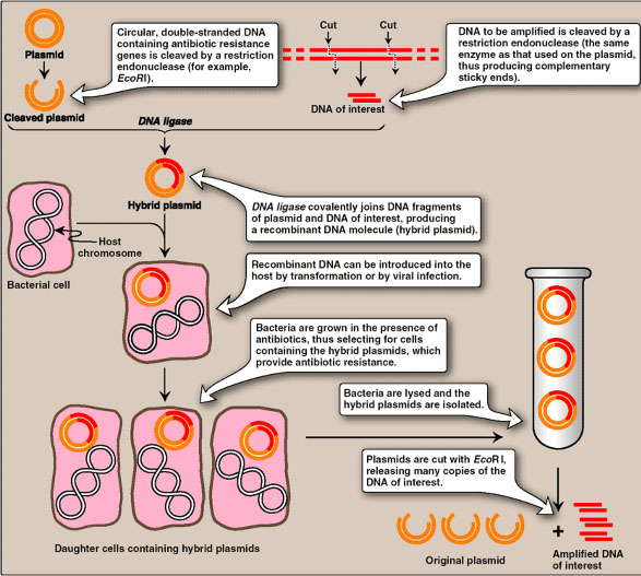 Gene cloning - steps and applications