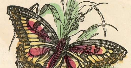 EXPOSE HOMELESSNESS: HAND COLORED BUTTERFLY