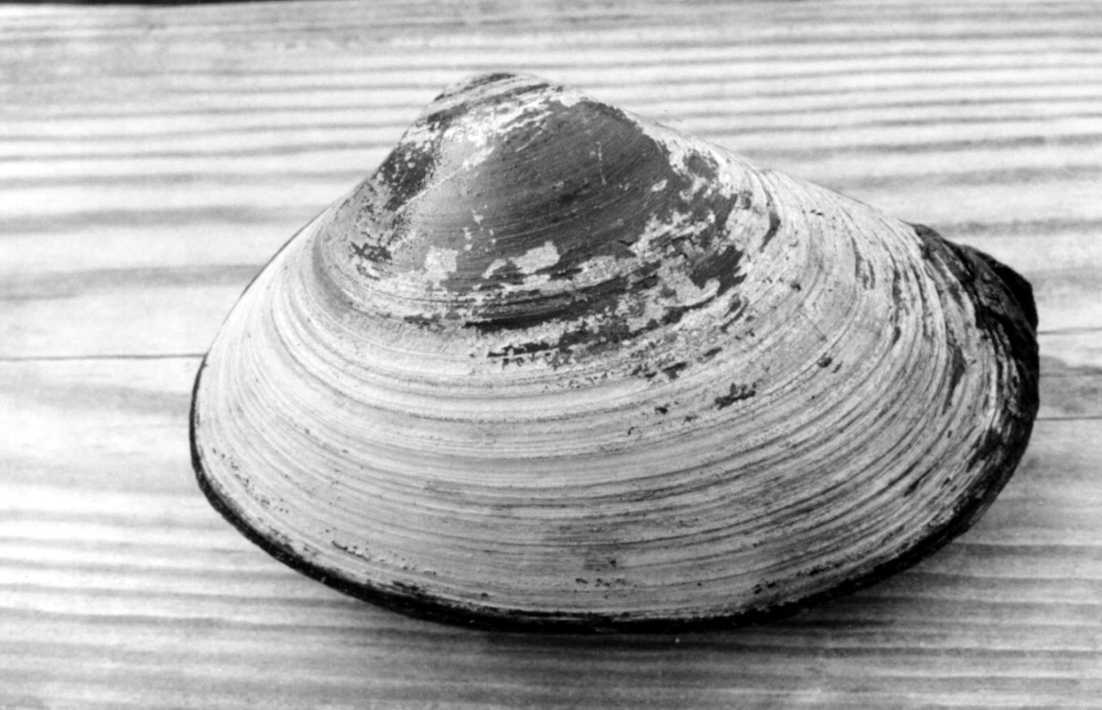 Oppdag Fisk!: Sandskjell/Atlantic Surf Clam/Spisula Solidissima (Saltvann)
