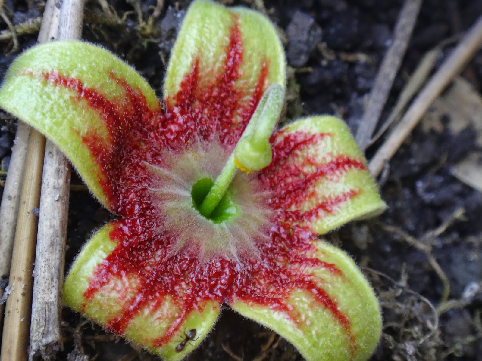 Uma flor por dia: Chichá
