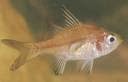 INDONESIAN FRESHWATER FISH COMMUNITY - IFFC: 49 Species of Family ...