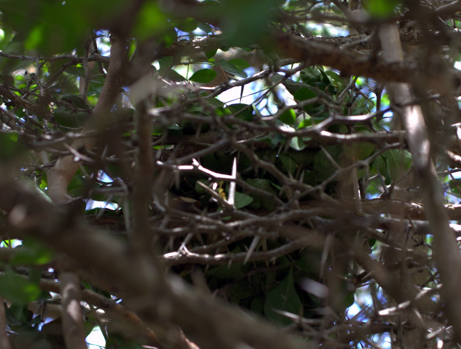 Hiking Curaçao - Flora and Fauna: Tree rat and nest