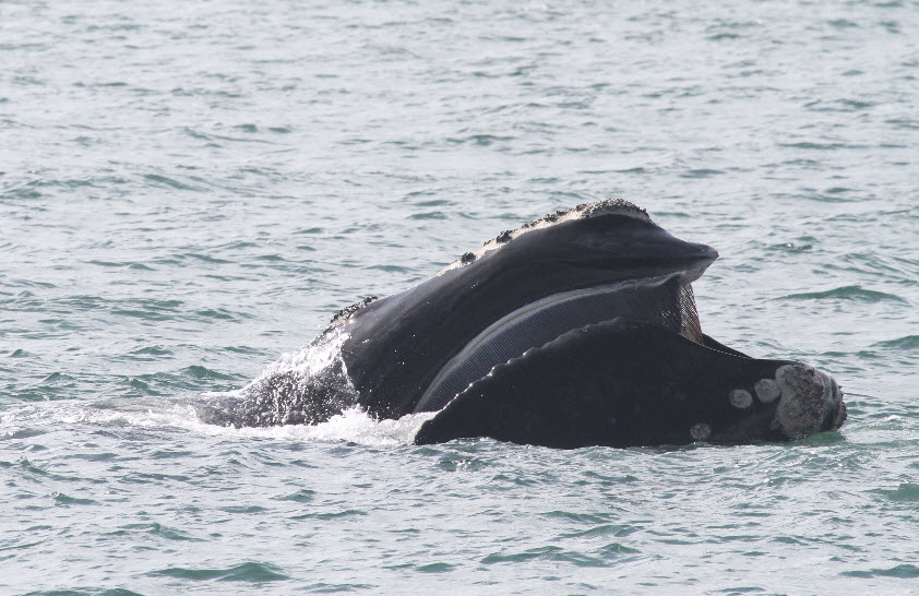 Right Whale | The Biggest Animals Kingdom
